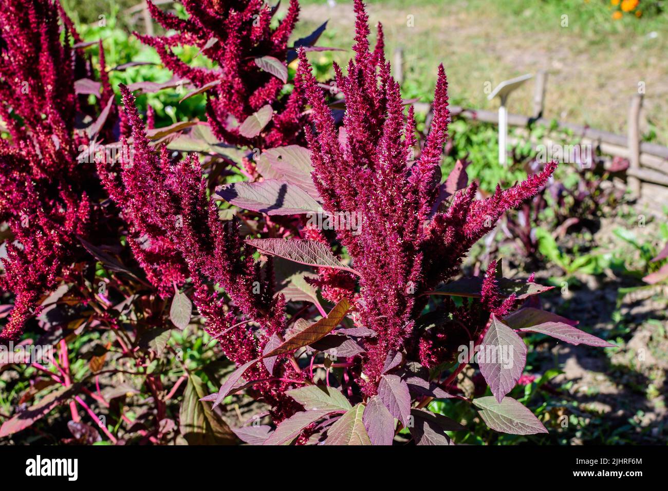Dark amaranthus hi-res stock photography and images - Alamy