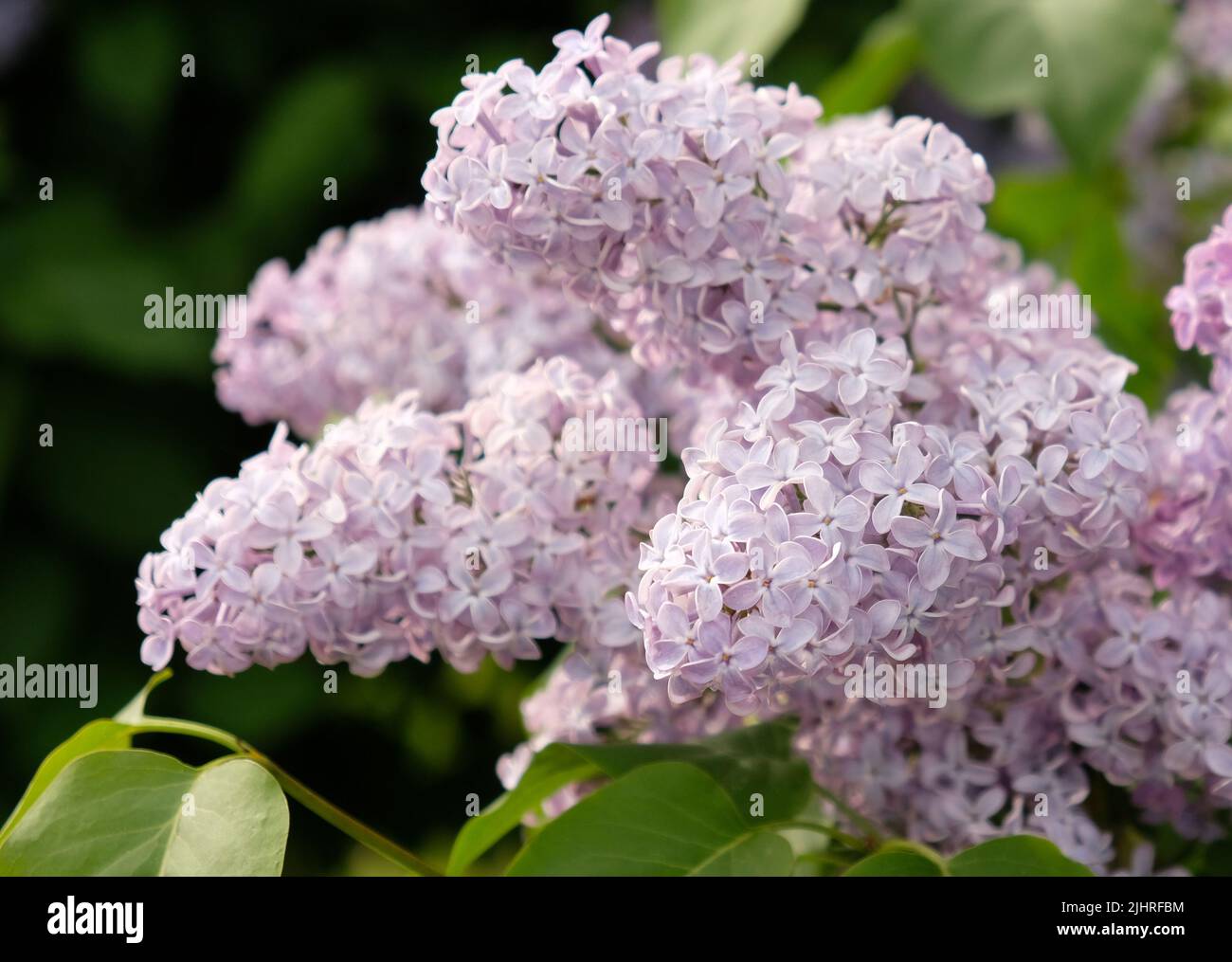 Inflorescences of lilac on branch and green leaves. Beautiful flowering ...