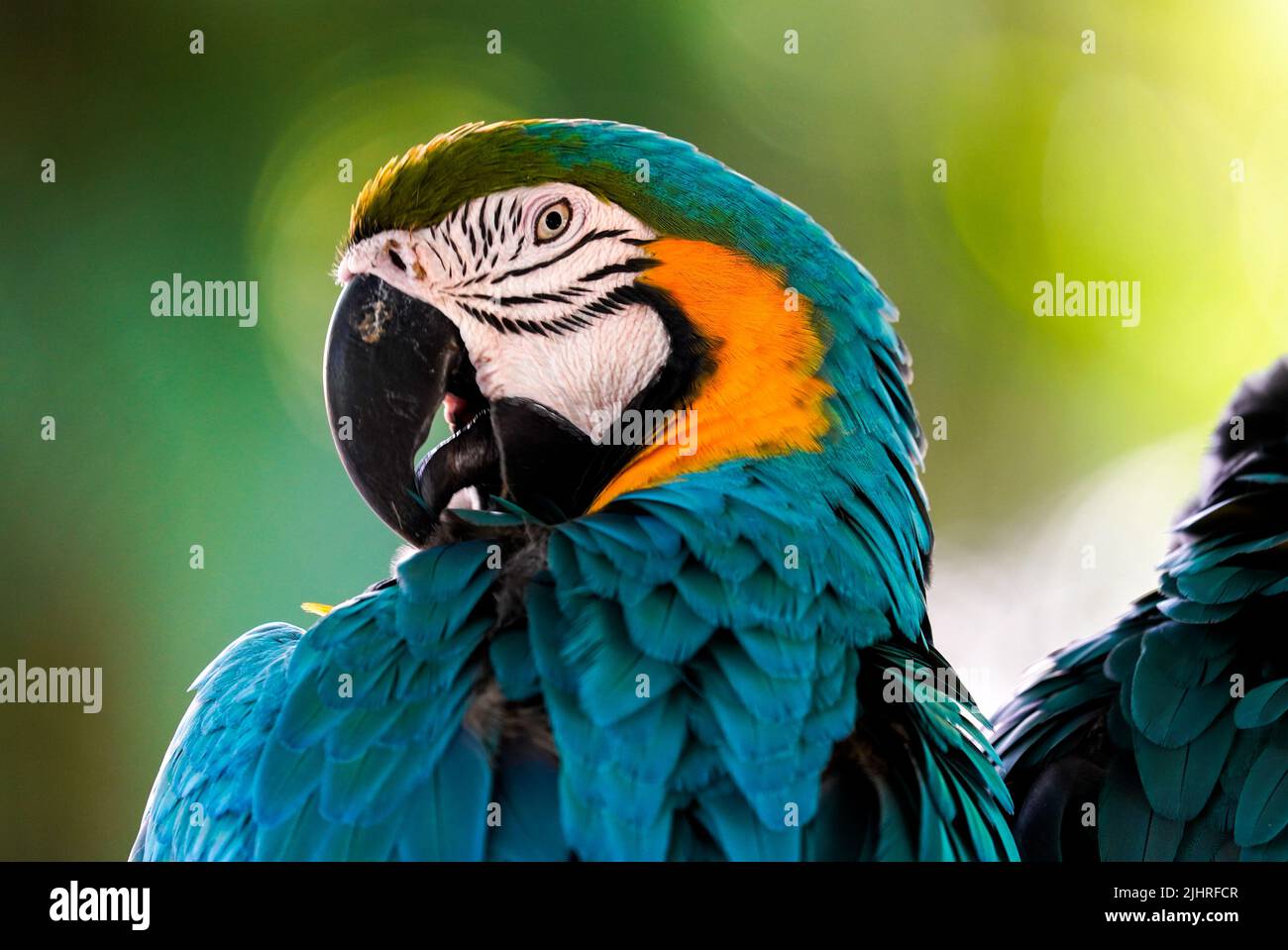 The Naples Zoo, in Naples Florida, Friday July 15, 2022 Photo by ...
