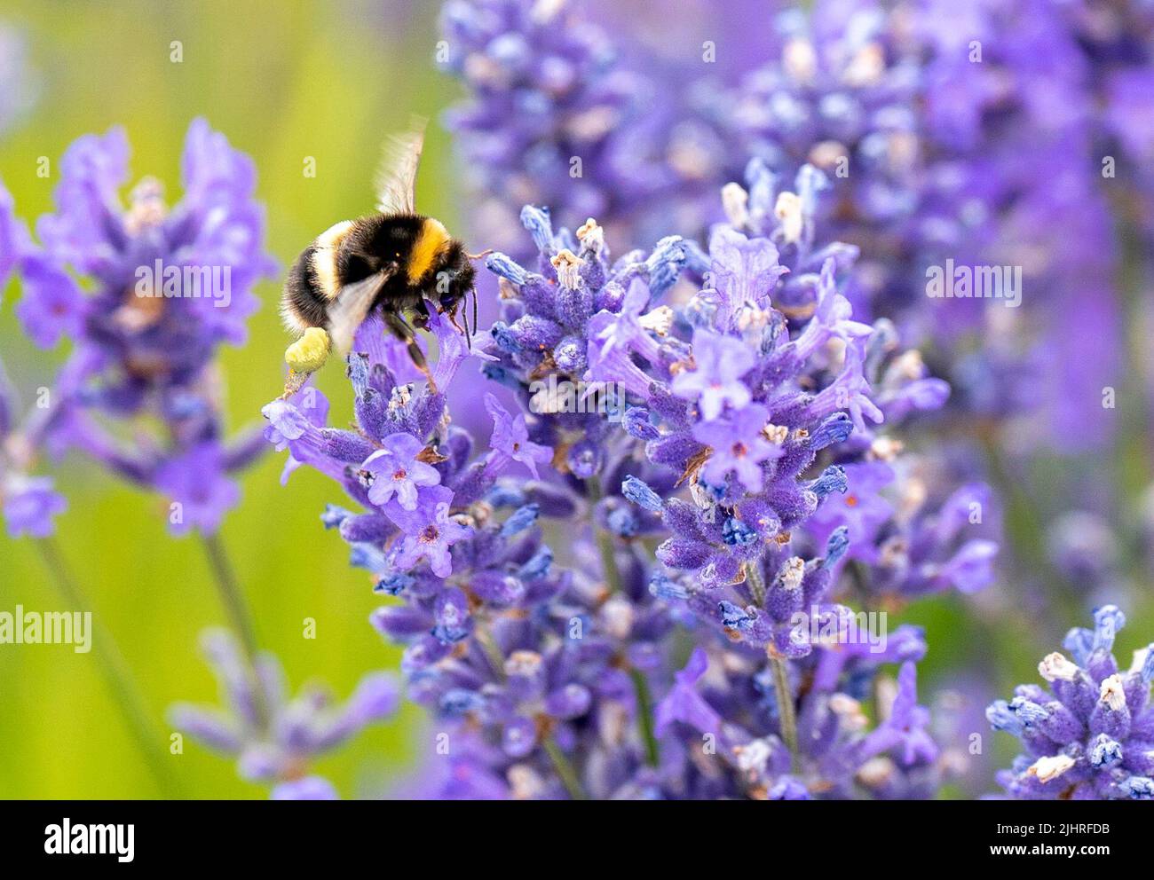 A bumblebee collects pollen from folgate lavender flowers at Scottish ...