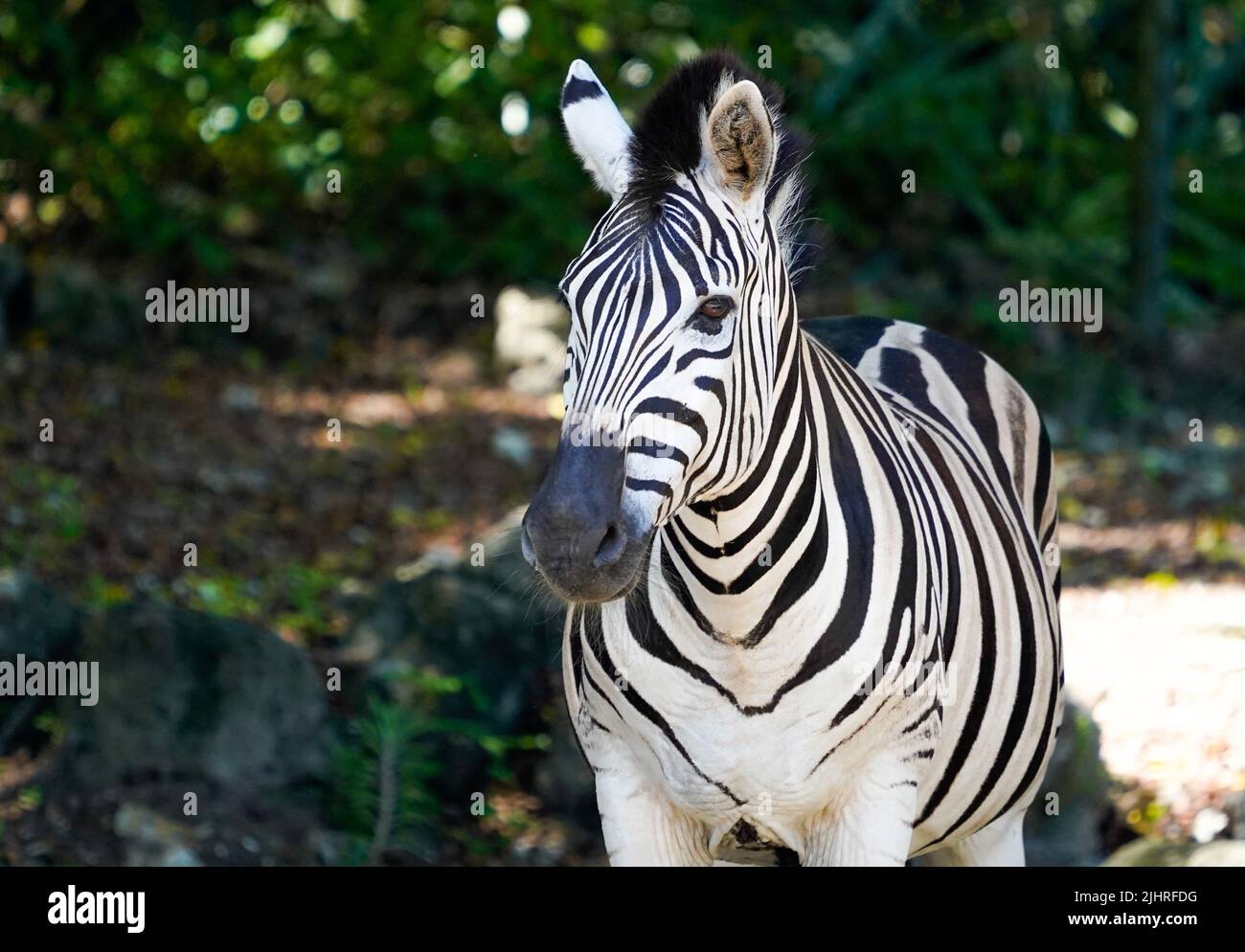 July 15, 2022 Naples Florida USA Plains Zebra on display a19The Naples ...