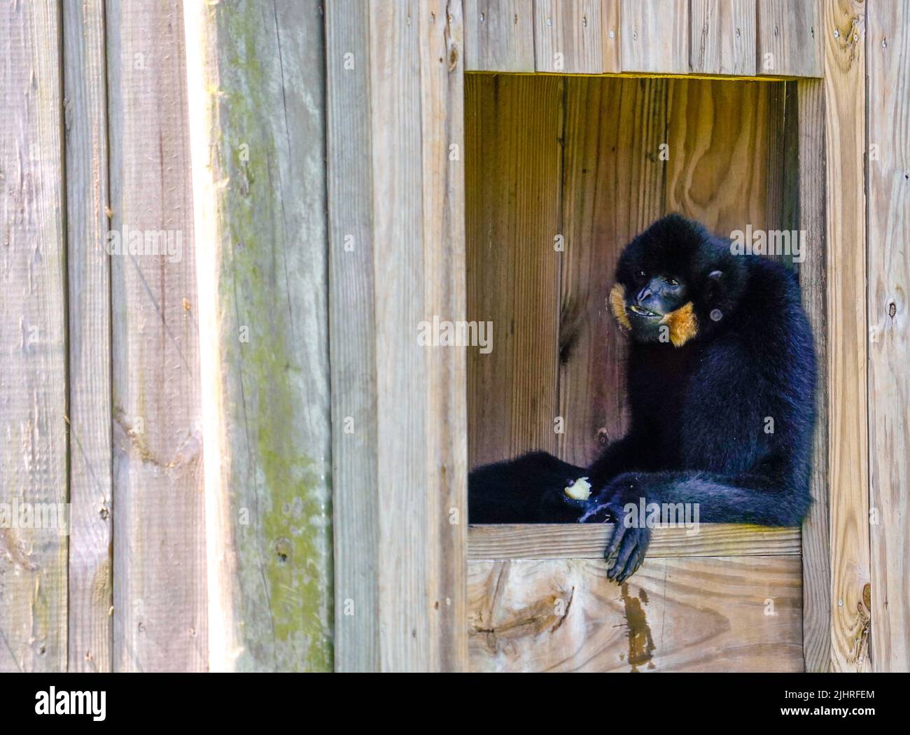 Buff footed hi-res stock photography and images - Alamy
