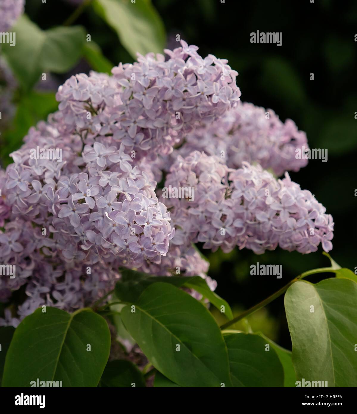 Inflorescences of lilac on branch and green leaves. Beautiful flowering ...