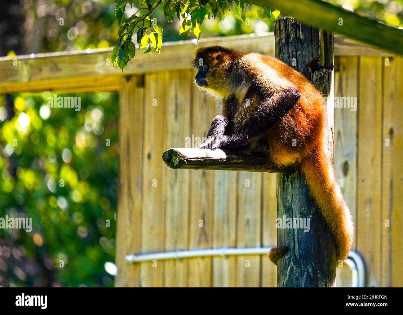 July 15, 2022 Naples Florida USA Black-handed Spider Monkey on display ...