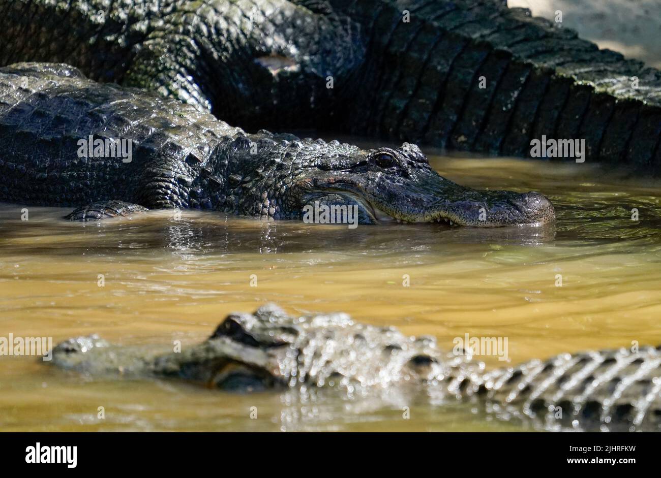 July 15, 2022 Naples Florida USA American Alligator on display a19The ...