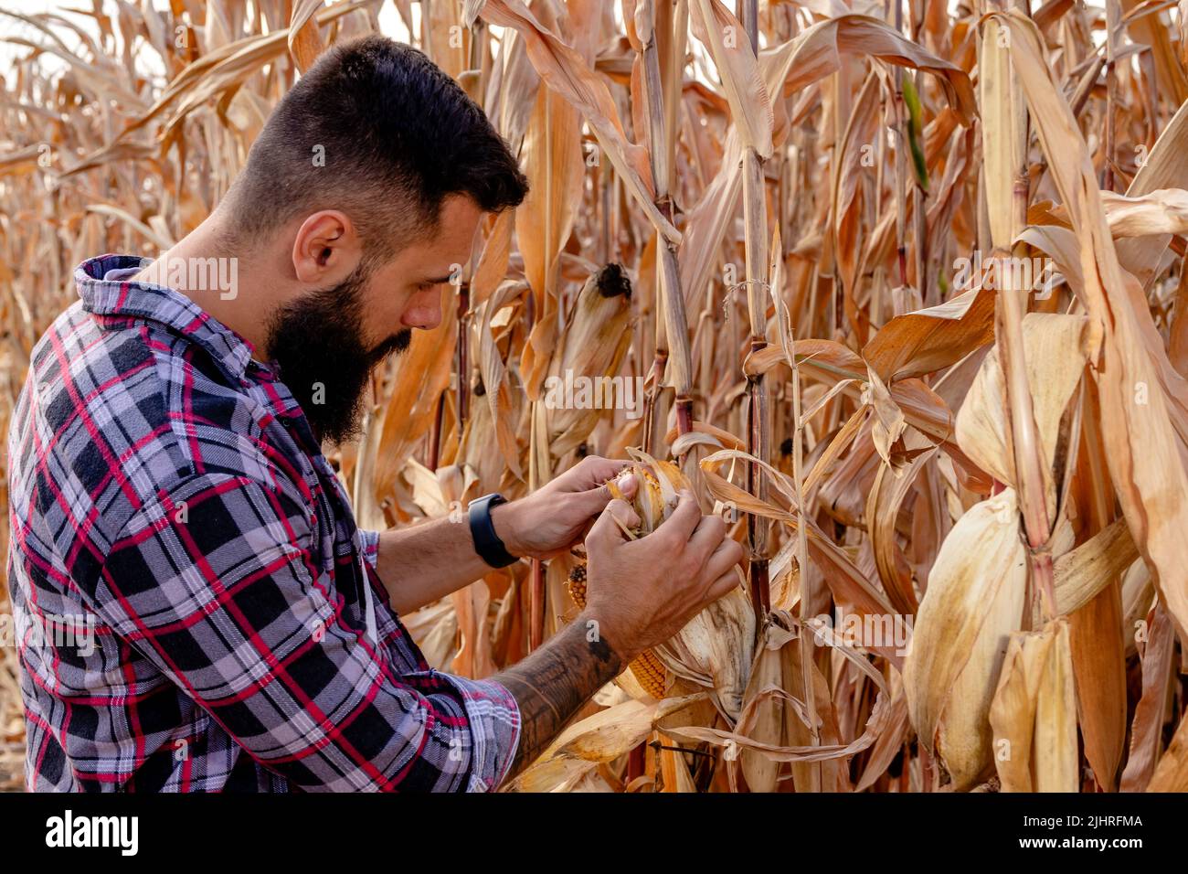 Farmer or agronomist standing in the corn field estimating the yield of ...