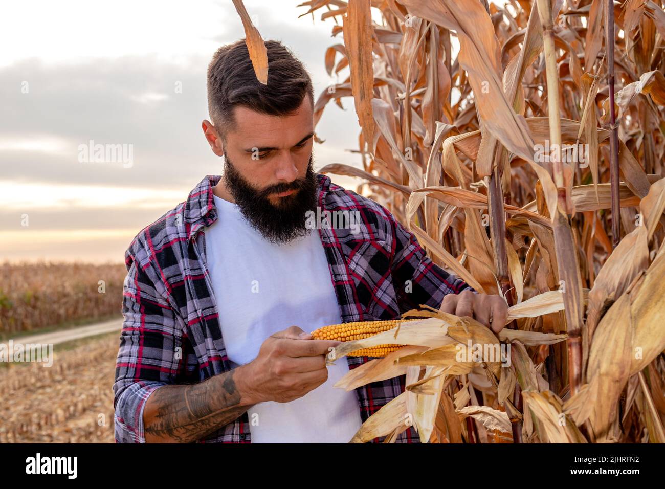 Farmer or agronomist standing in the corn field estimating the yield of ...