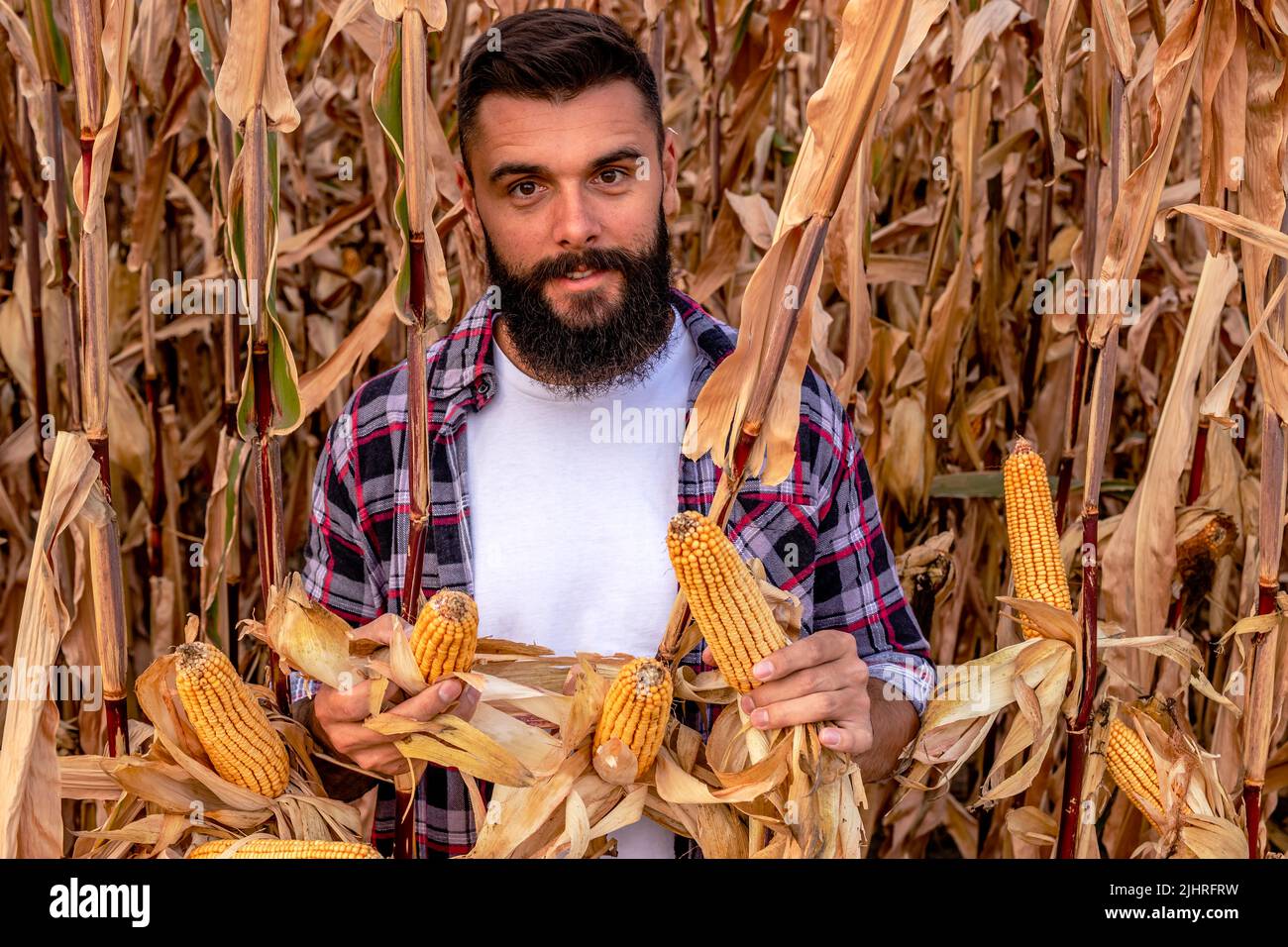 Farmer or agronomist standing in the corn field estimating the yield of ...