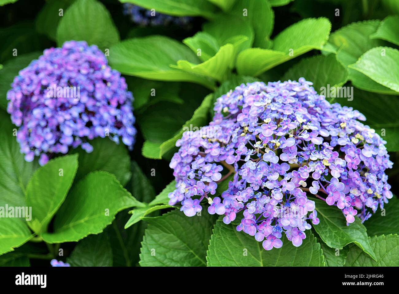 flower hydrangea summer Stock Photo - Alamy
