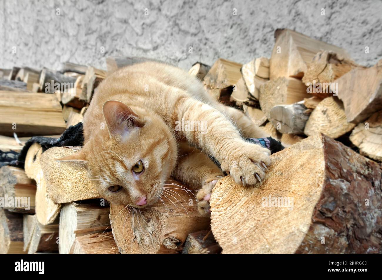 Reclining cat hi-res stock photography and images - Alamy