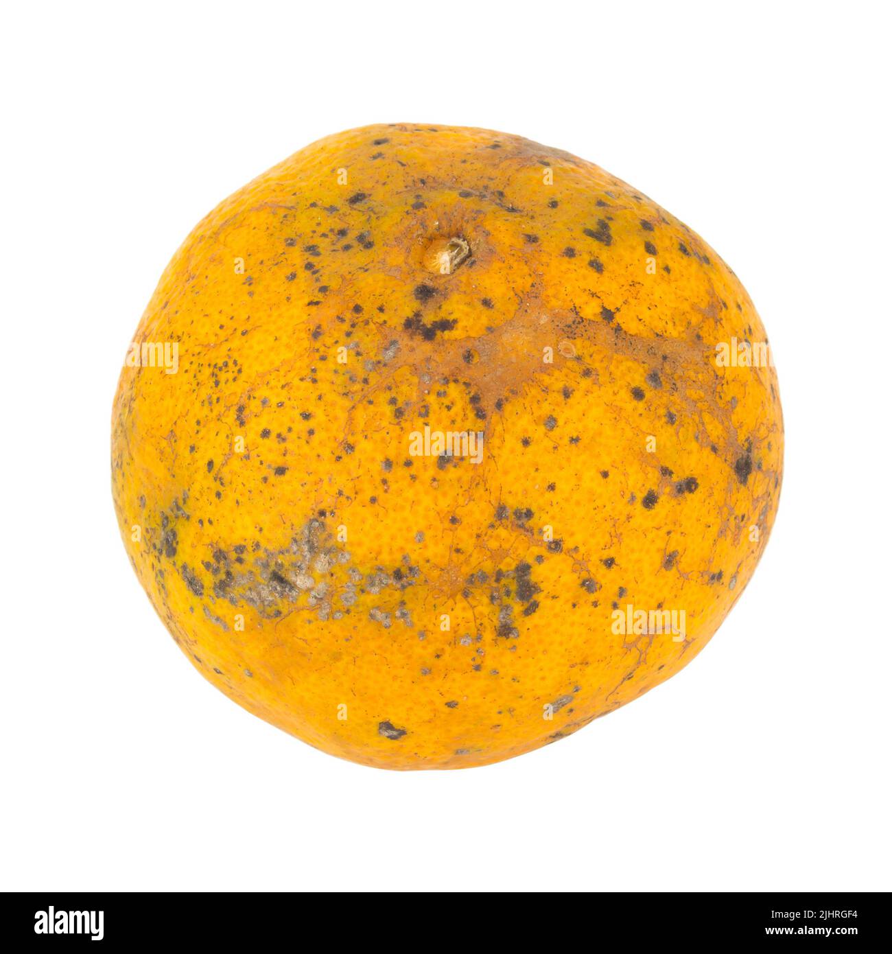 orange. rotten. dirty. isolated on white background Stock Photo - Alamy