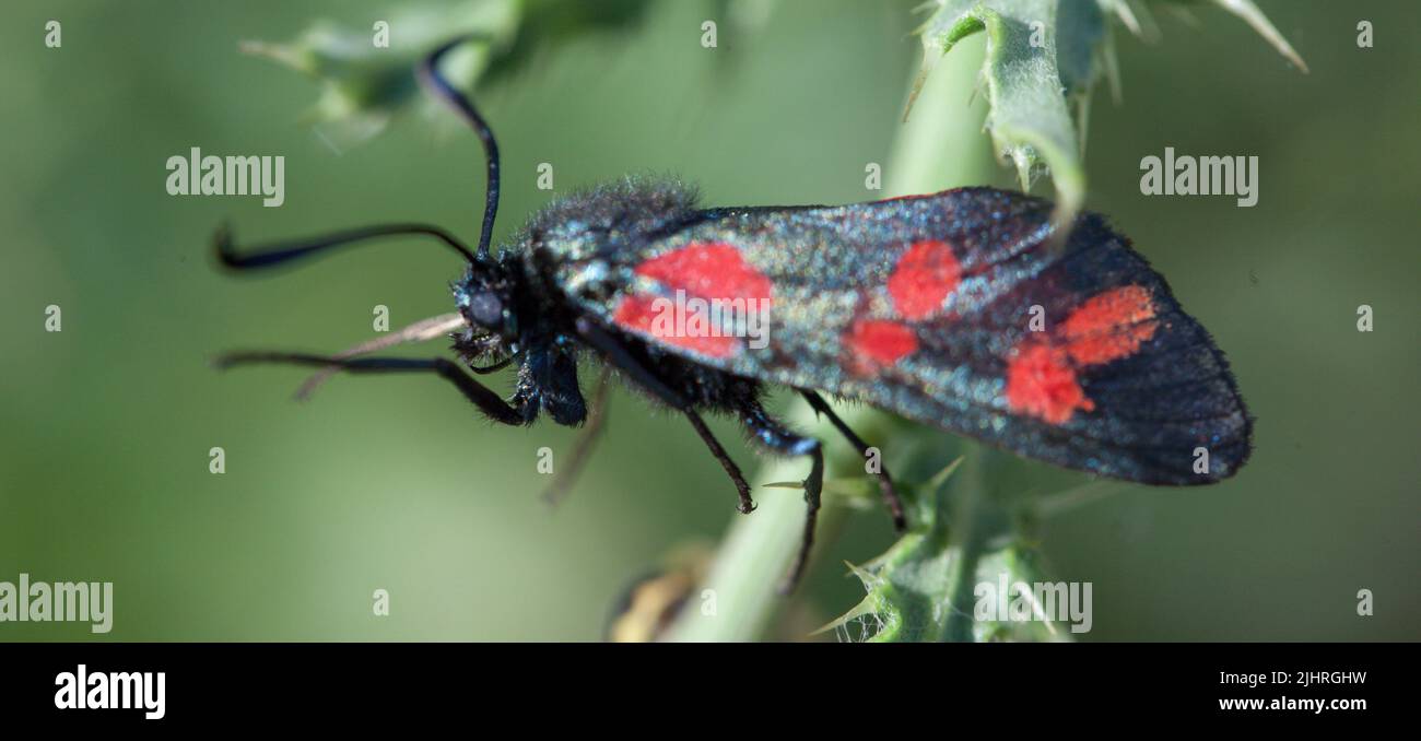 Six-spot Burnet moth ( Zygaena filipendulae ) in process of being eaten ...