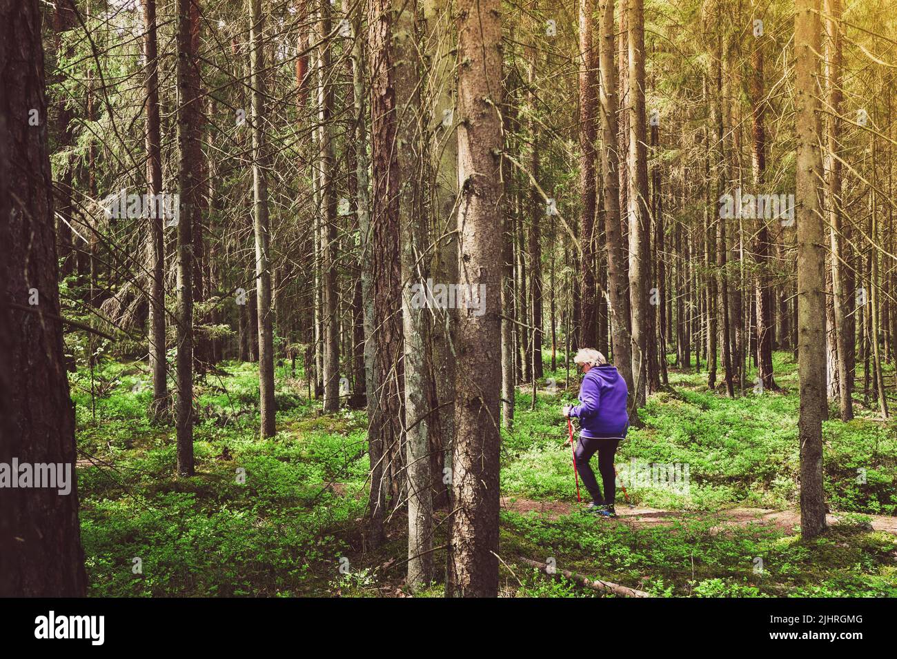 Side view woman on road walk with nordic sticks in forest surrounded ...