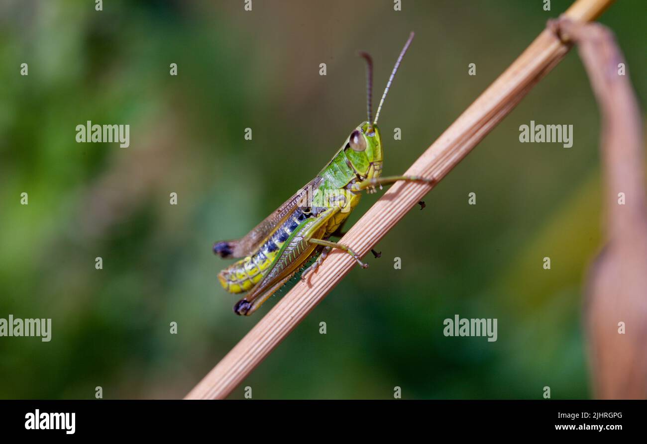 Common Green Grasshopper ( Omocestus viridulus Stock Photo - Alamy