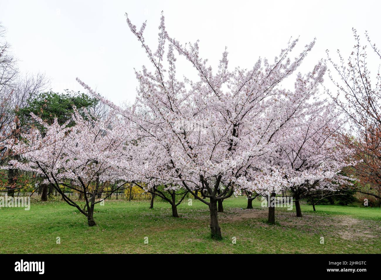 Large cherry trees with many white flowers in full bloom in the ...