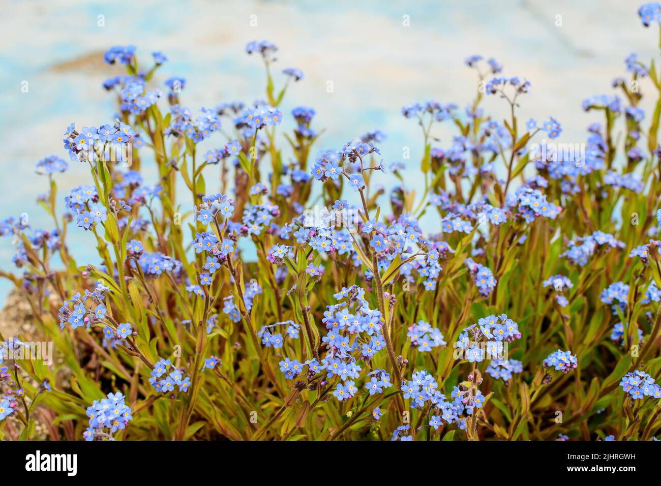 Group of many small blue forget me not or Scorpion grasses flowers ...