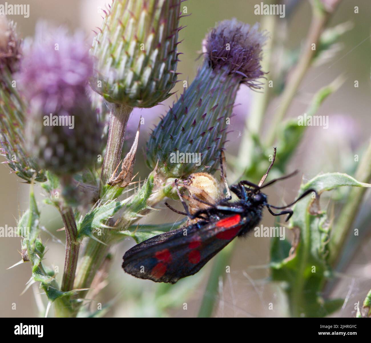 Six-spot Burnet moth ( Zygaena filipendulae ) in process of being eaten ...