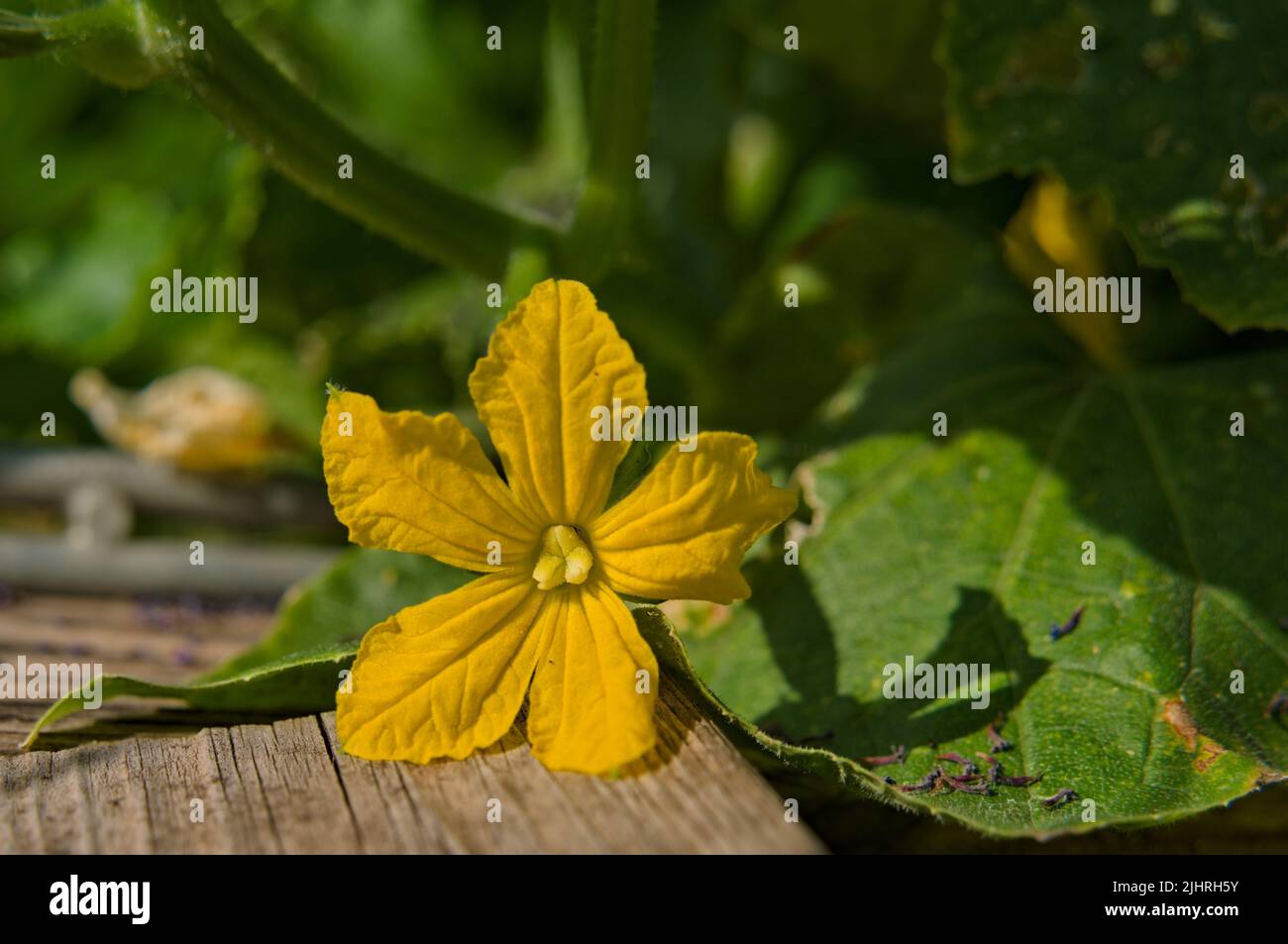 Close-up of flower of cucumber in sunlight Stock Photo - Alamy