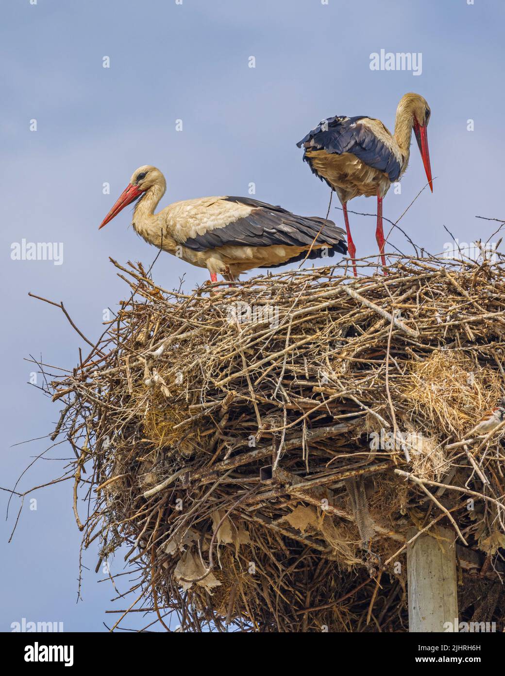 Pair of White Storks in Big Nest on Top of Light Pole Stock Photo - Alamy
