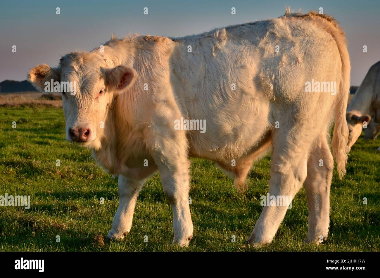 Bull profile hi-res stock photography and images - Alamy