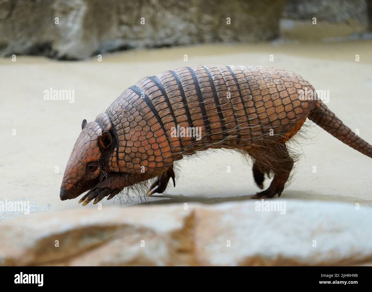 July 19, 2022, Naples Florida USA Six-Banded Armadillo on display at The Naples Zoo, in Naples ...