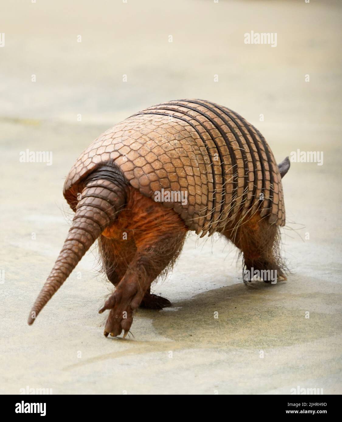 July 19, 2022, Naples Florida USA Six-Banded Armadillo on display at The Naples Zoo, in Naples ...
