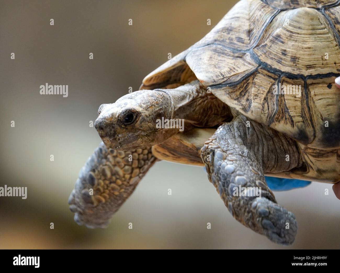July 19, 2022, Naples Florida USA Leopard Tortoise on display at The ...