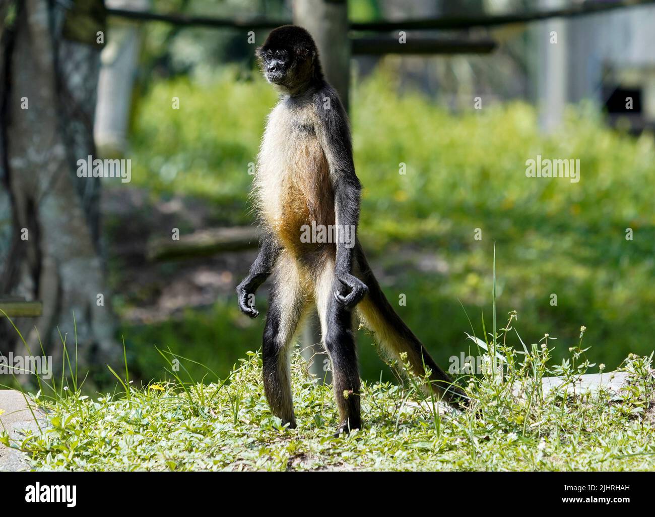 July 19, 2022 Naples, Florida USA Black-handed Spider Monkey on display ...