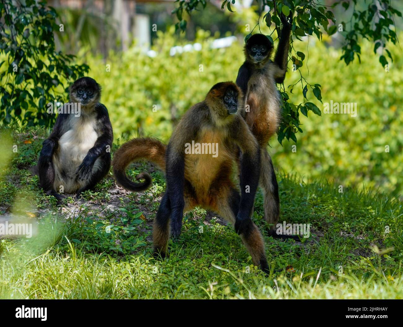 July 19, 2022 Naples, Florida USA Black-handed Spider Monkey on display ...