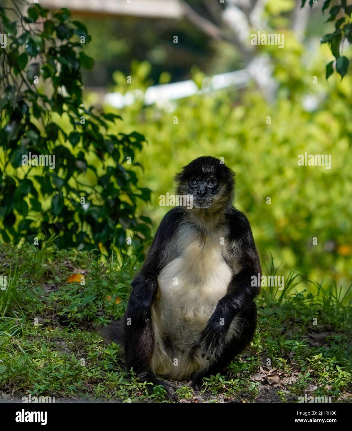 July 19, 2022 Naples, Florida USA Black-handed Spider Monkey on display ...