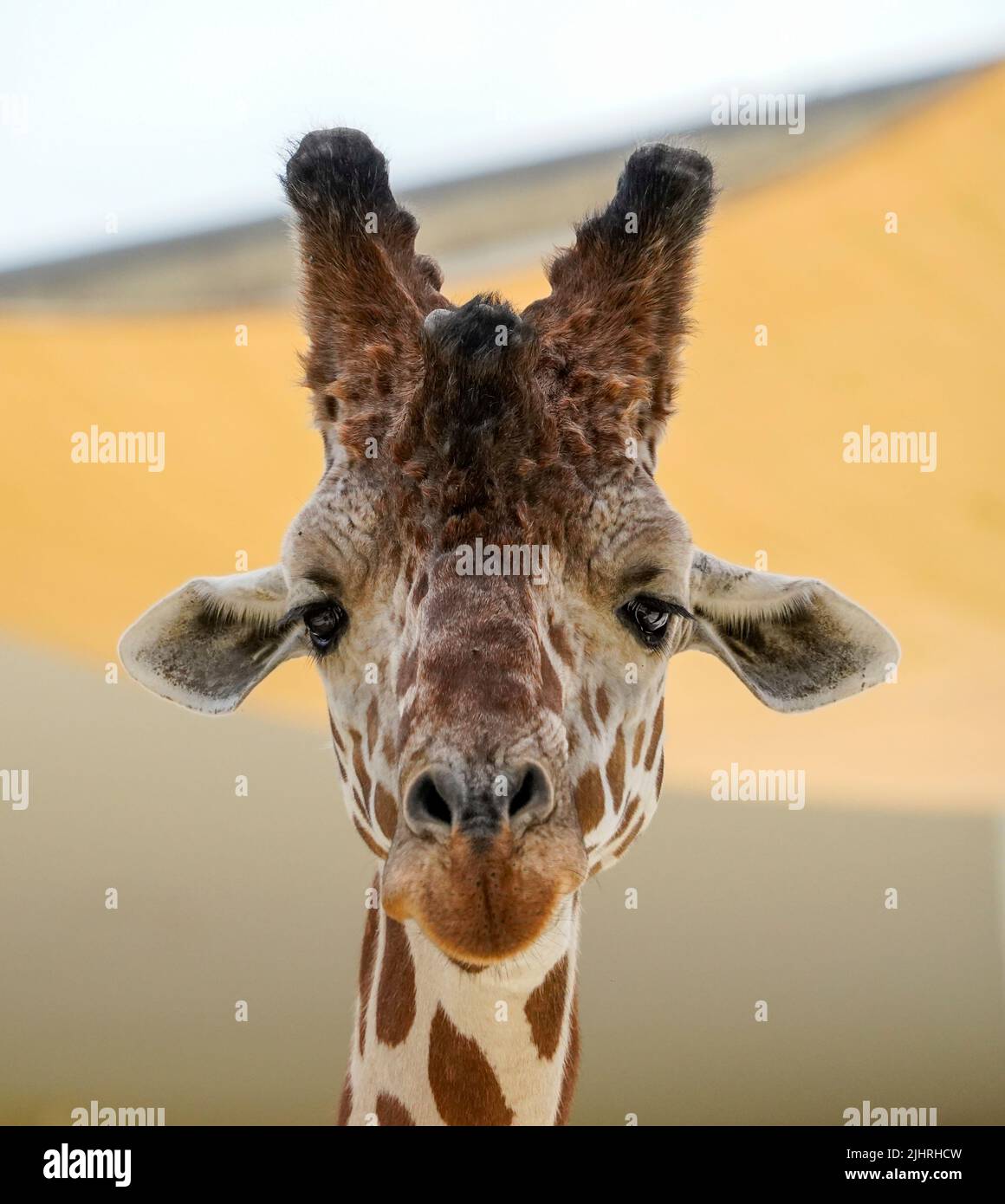 July 19, 2022 Naples, Florida USA Reticulated Giraffe on display at The ...