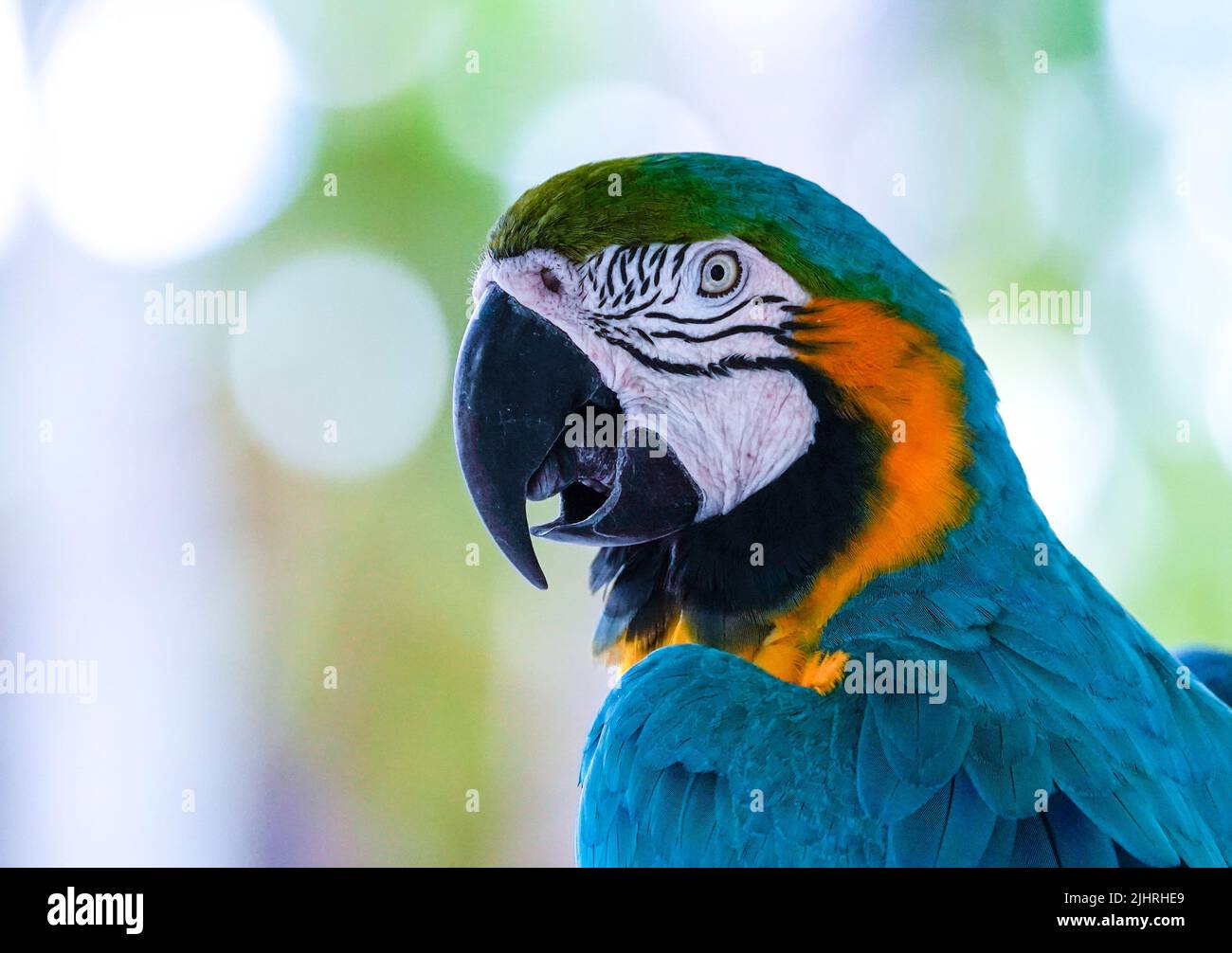 July 19, 2022 Naples, Florida USA Blue and Gold Macaw on display at The ...
