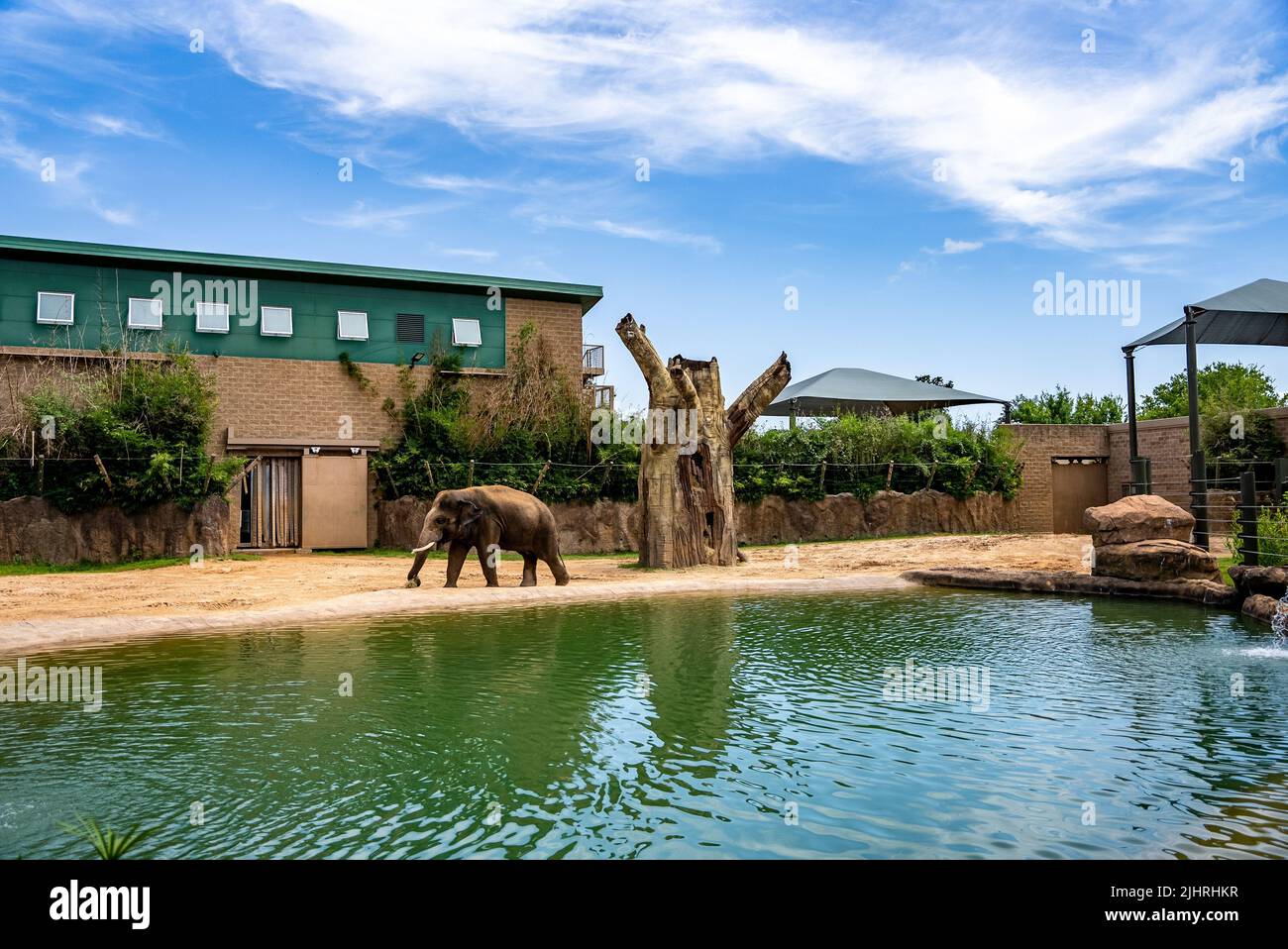 A large brown elephant eating grass on a lake shore in a zoo Stock ...