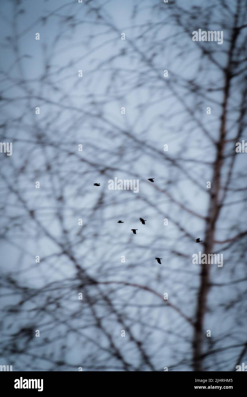 The birds flying through trees Stock Photo - Alamy