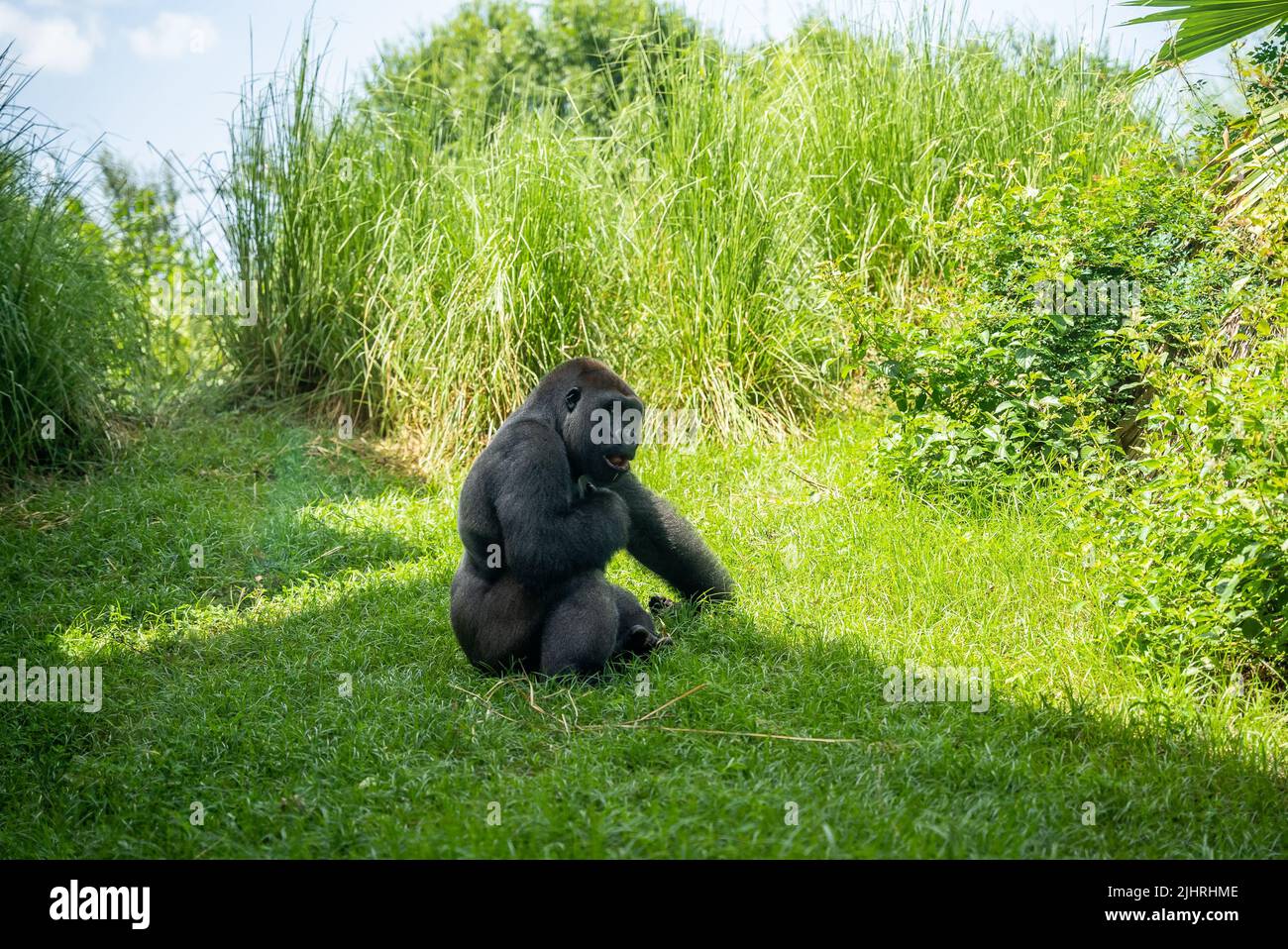 Gray gorilla hi-res stock photography and images - Alamy
