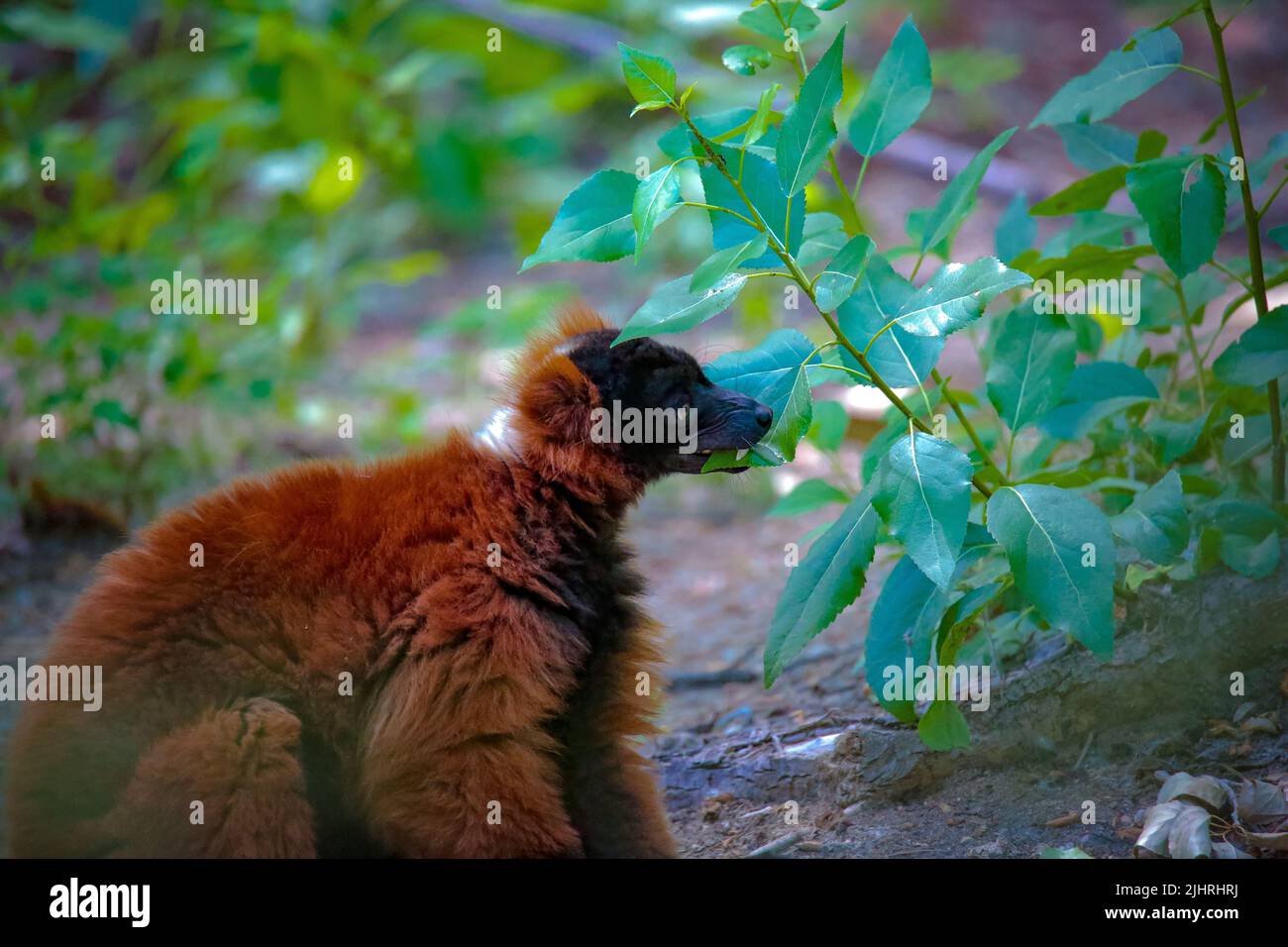 A red ruffed lemur (Varecia rubra) eating plant leaf Stock Photo - Alamy