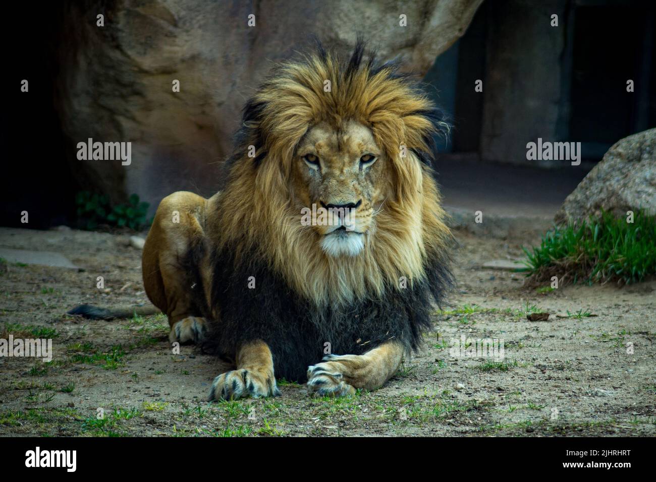A male serious lion in a zoo cage Stock Photo - Alamy