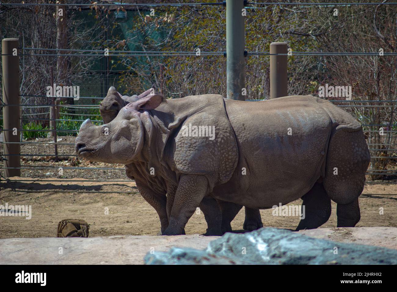 Two rhinos playing with each other in a zoo cage Stock Photo - Alamy