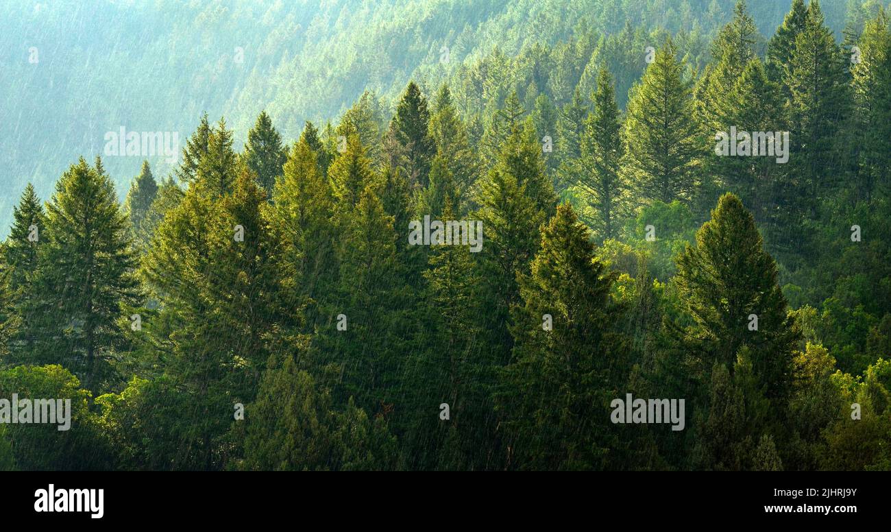 Forest Rain Storm with Drops Falling and Lush Trees Stock Photo - Alamy