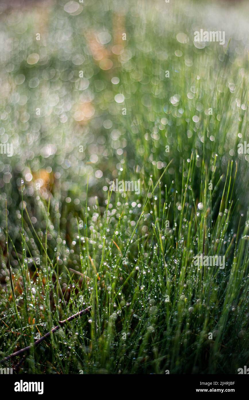 The green grass after rain Stock Photo - Alamy