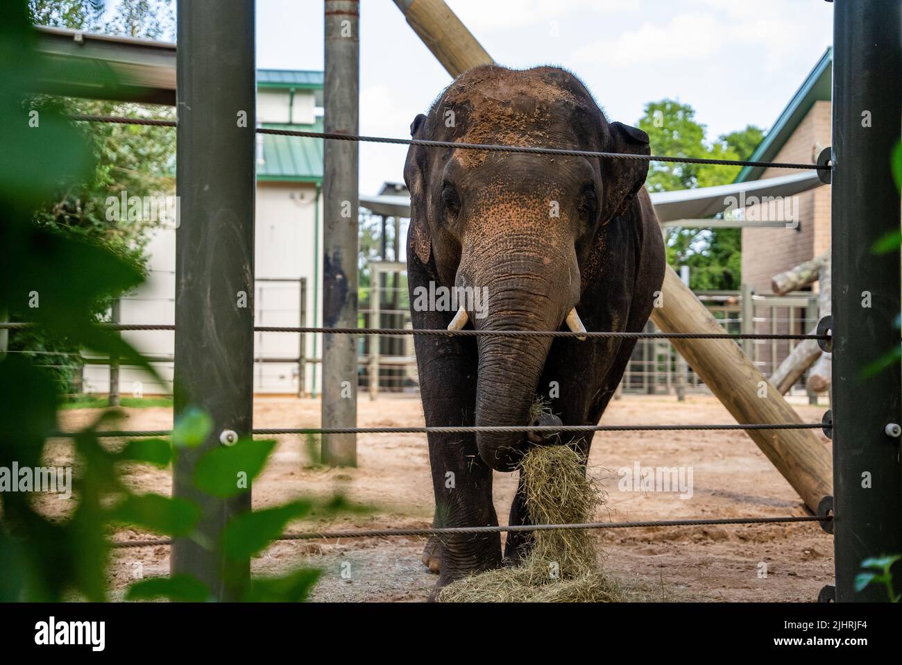 Elephant eating straw hi-res stock photography and images - Alamy
