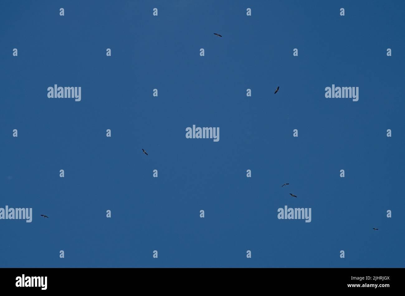 Seven flying white storks high above against blue sky Stock Photo - Alamy