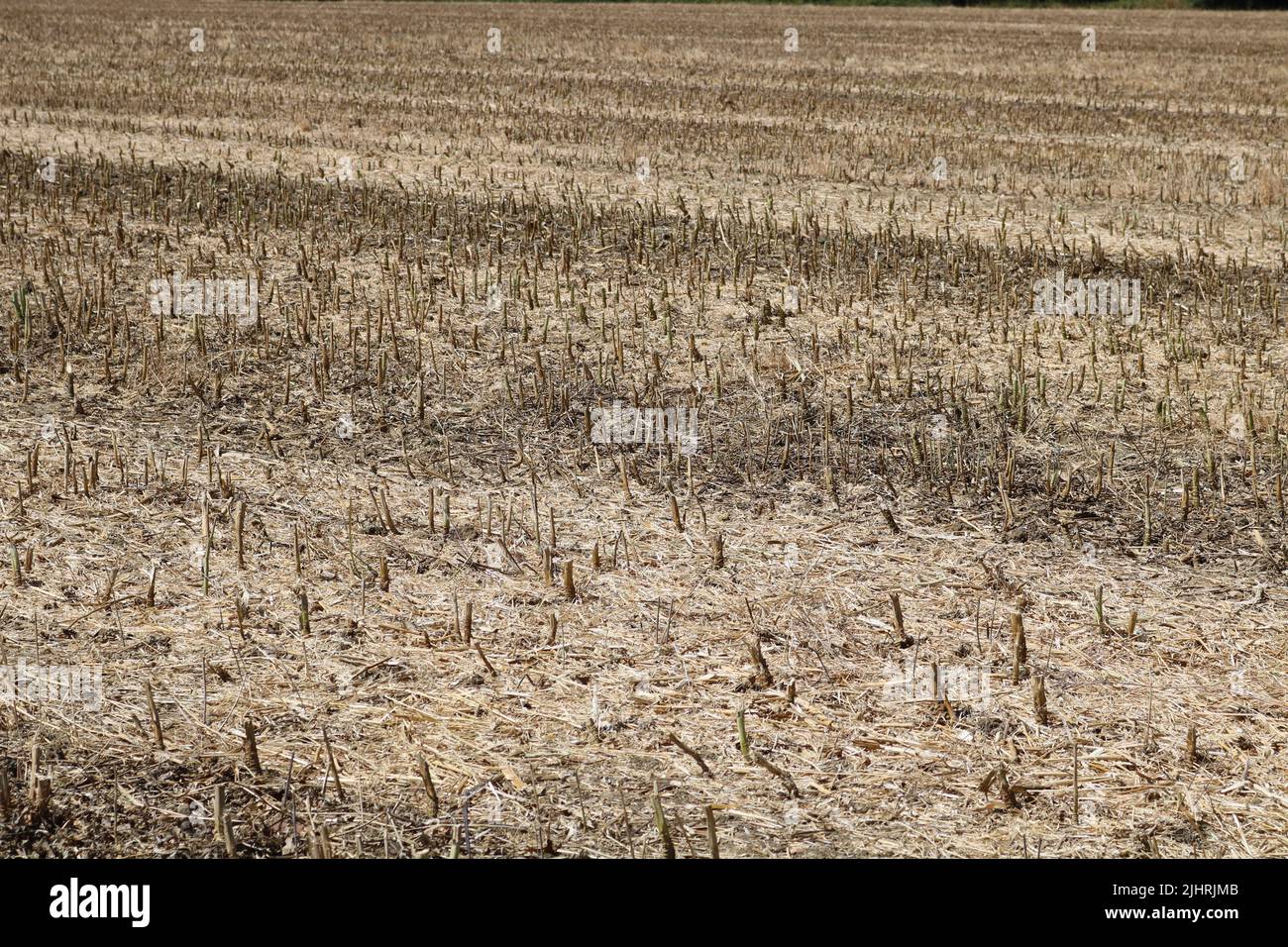 Full frame image of short cropped corn stubble after harvesting Stock ...