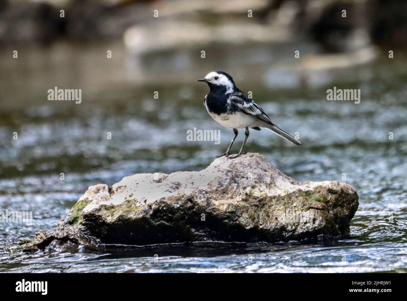 Wagtail species hi-res stock photography and images - Alamy