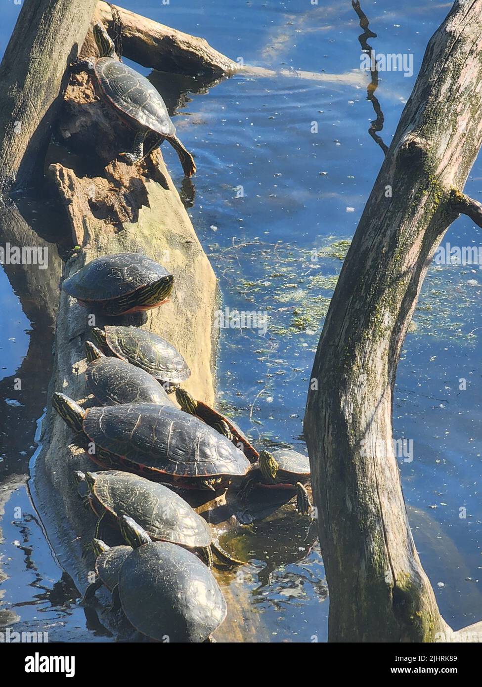 A vertical shot of turtles lined up on a tree trunk above water Stock ...