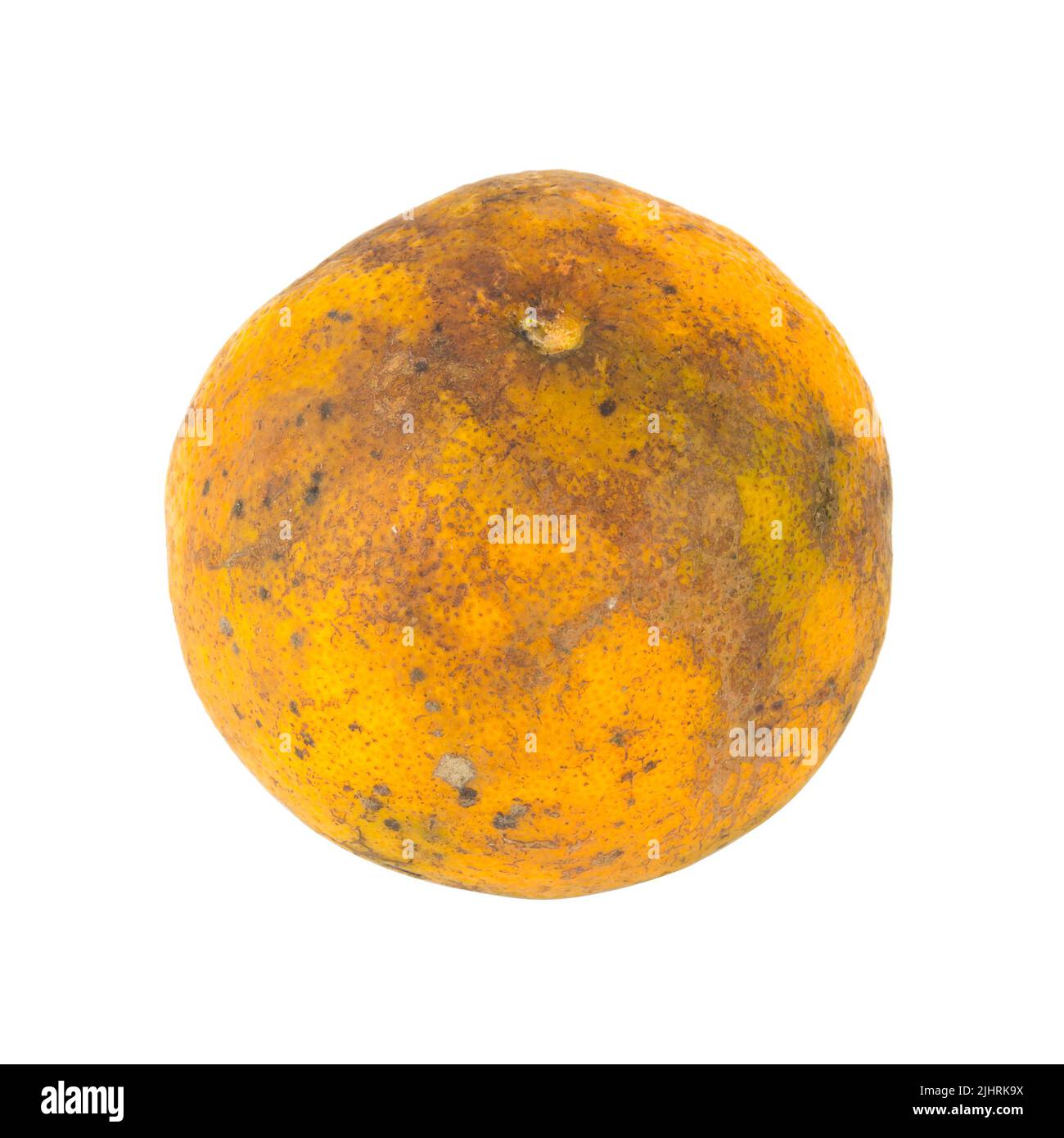 orange. rotten. dirty. isolated on white background Stock Photo - Alamy