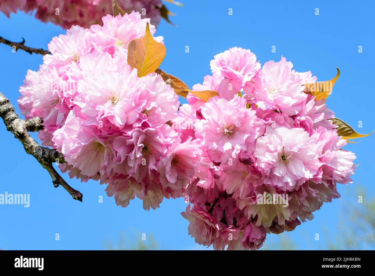 Close up of a branch with small pink cherry tree buds in full bloom ...