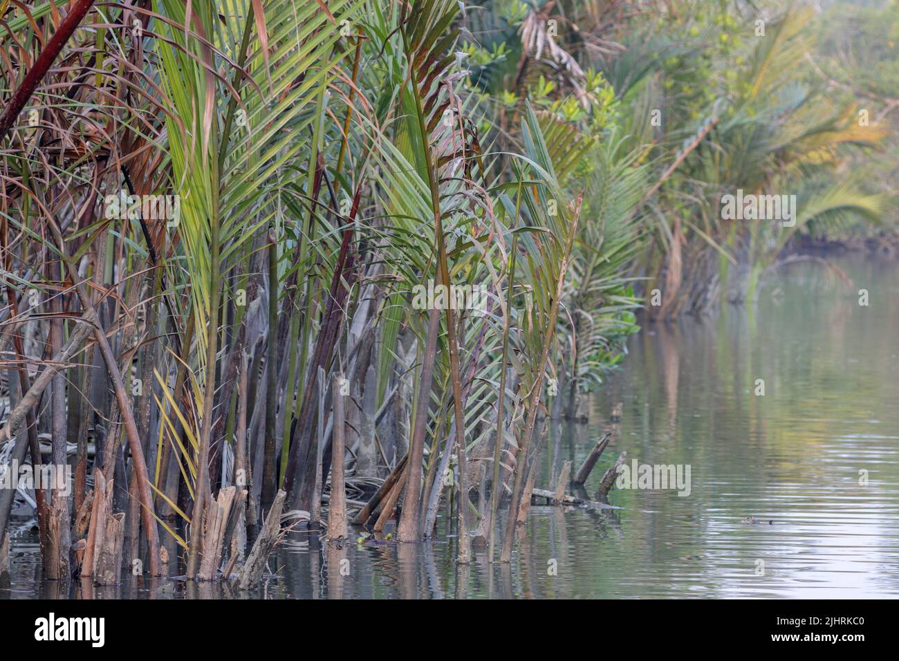 Typical nipa palm (Nipa fruticans).this photo was taken from Sundarbans ...