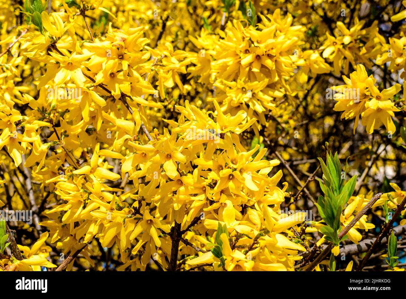 Close up of branches of a large bush of yellow flowers of Forsythia ...