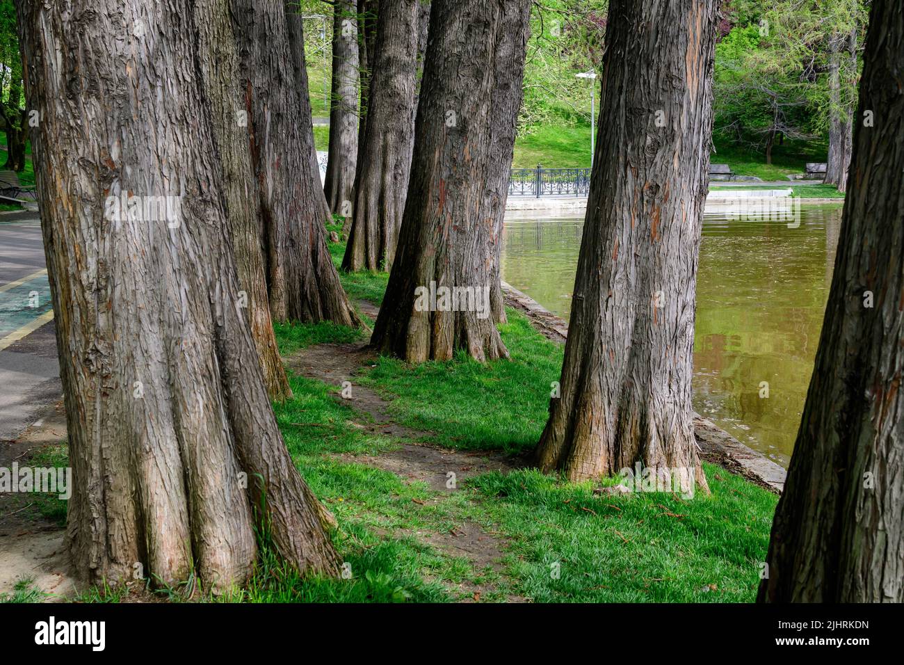 Landscape with many large old trees and green grass on the shoreline of ...